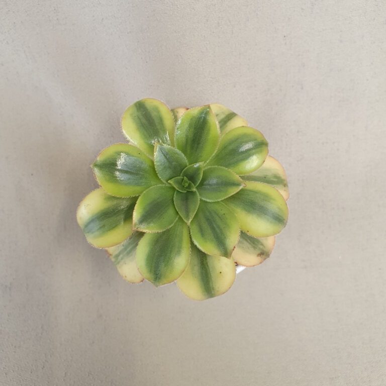 Aeonium arboreum “Variegata” - Compagnia delle Piante Ornamentali